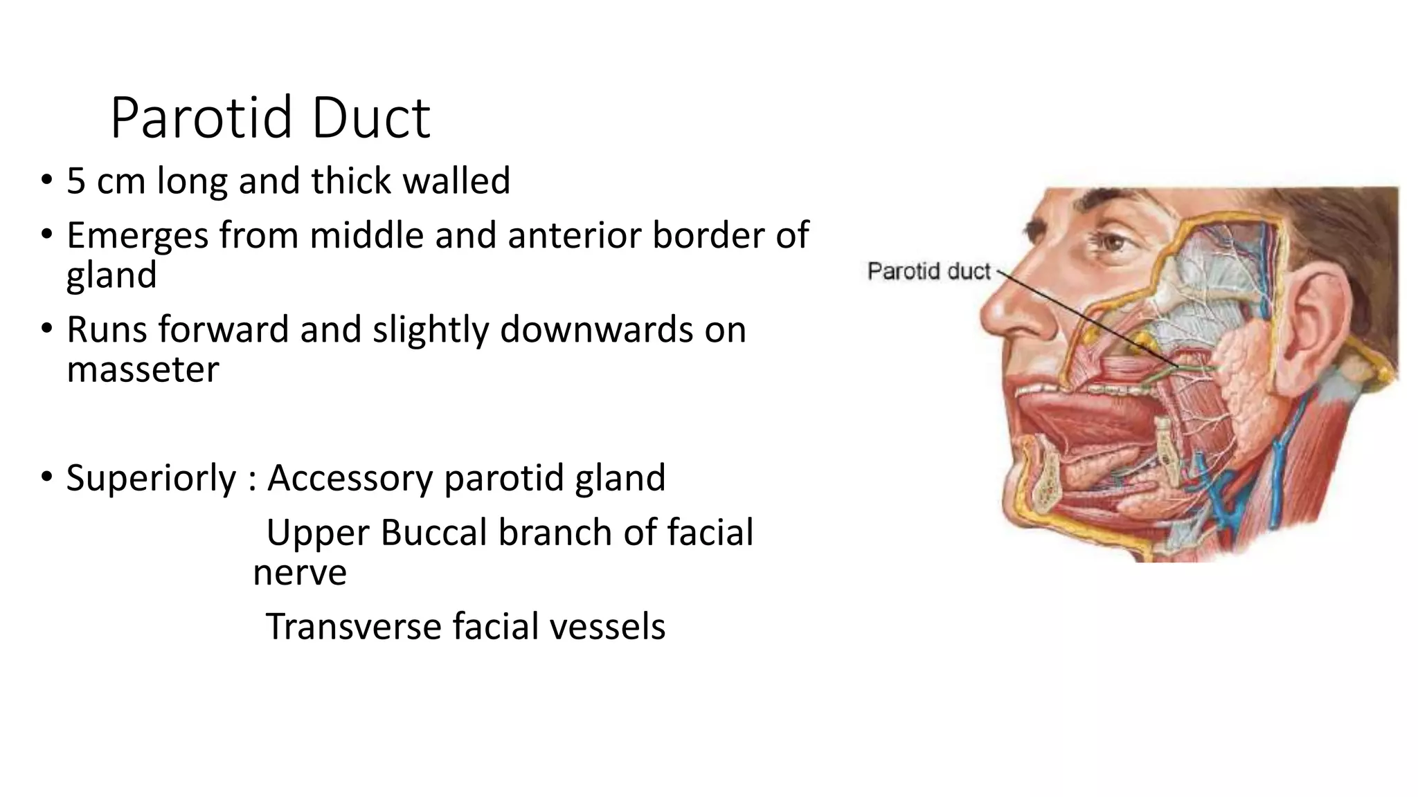 Sialendoscopy | PPTX