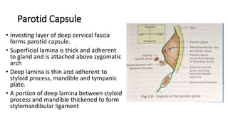 Sialendoscopy | PPTX