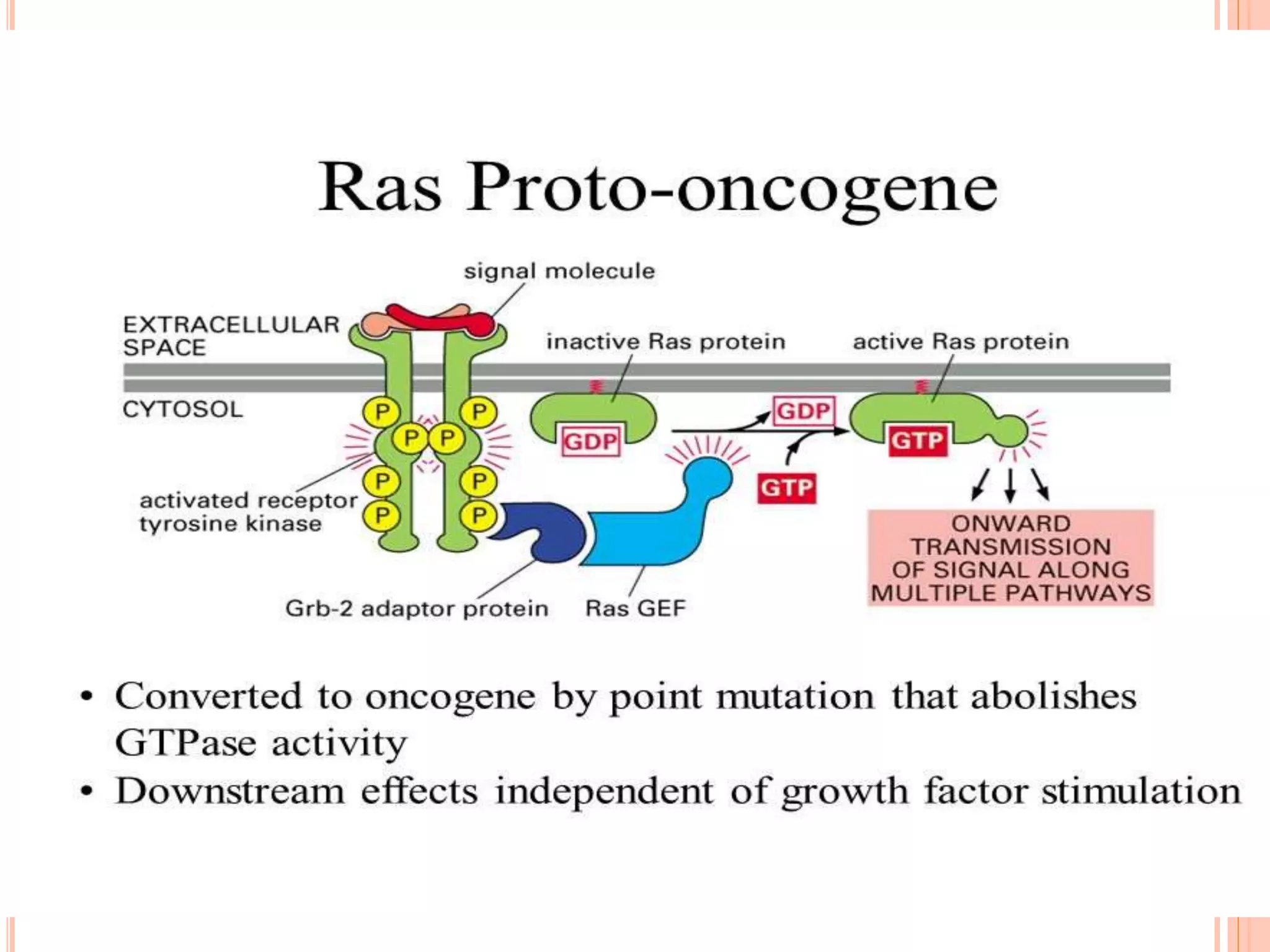 Oncogenes | PPTX