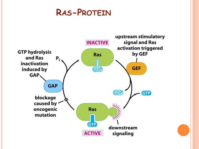 Oncogenes | PPTX