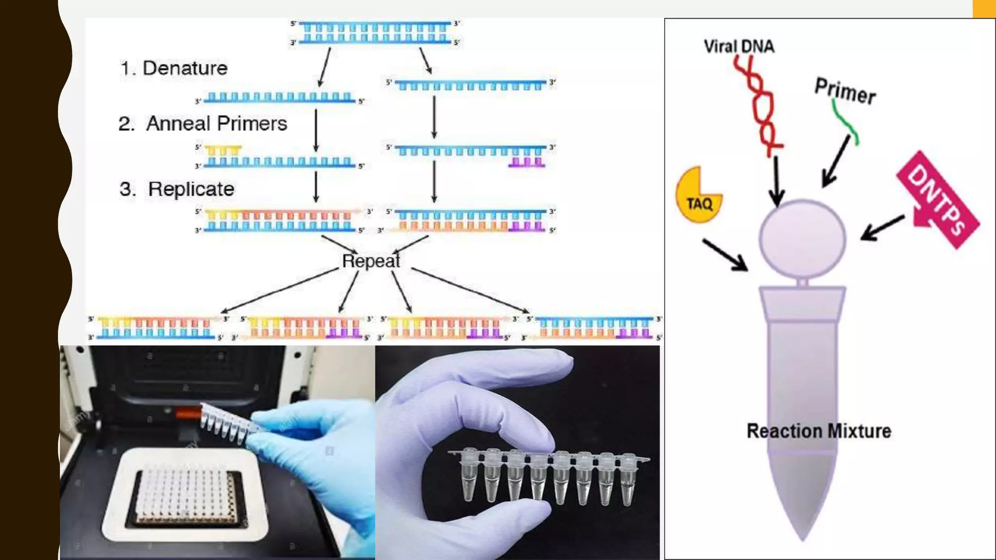 Real time PCR practical training | PPTX