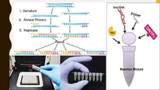 Real time PCR practical training | PPTX