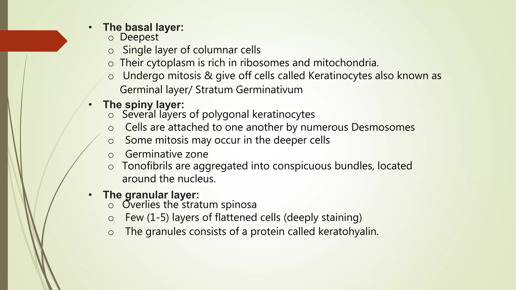 Skin presentation | PPT | Free Download