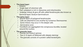 Skin presentation | PPT | Free Download