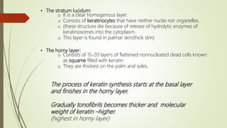 Skin presentation | PPT | Free Download