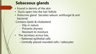 Skin presentation | PPT | Free Download