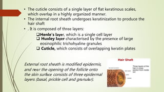 Skin presentation | PPT | Free Download