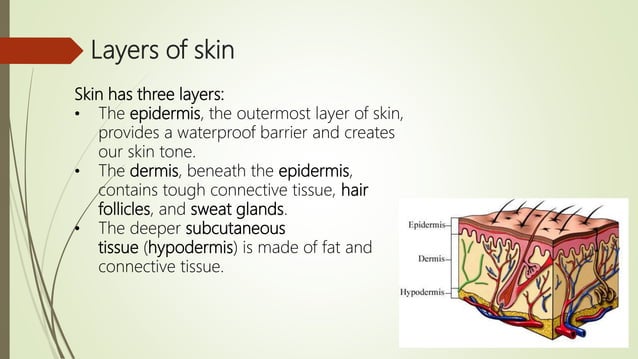 Skin presentation | PPT | Free Download