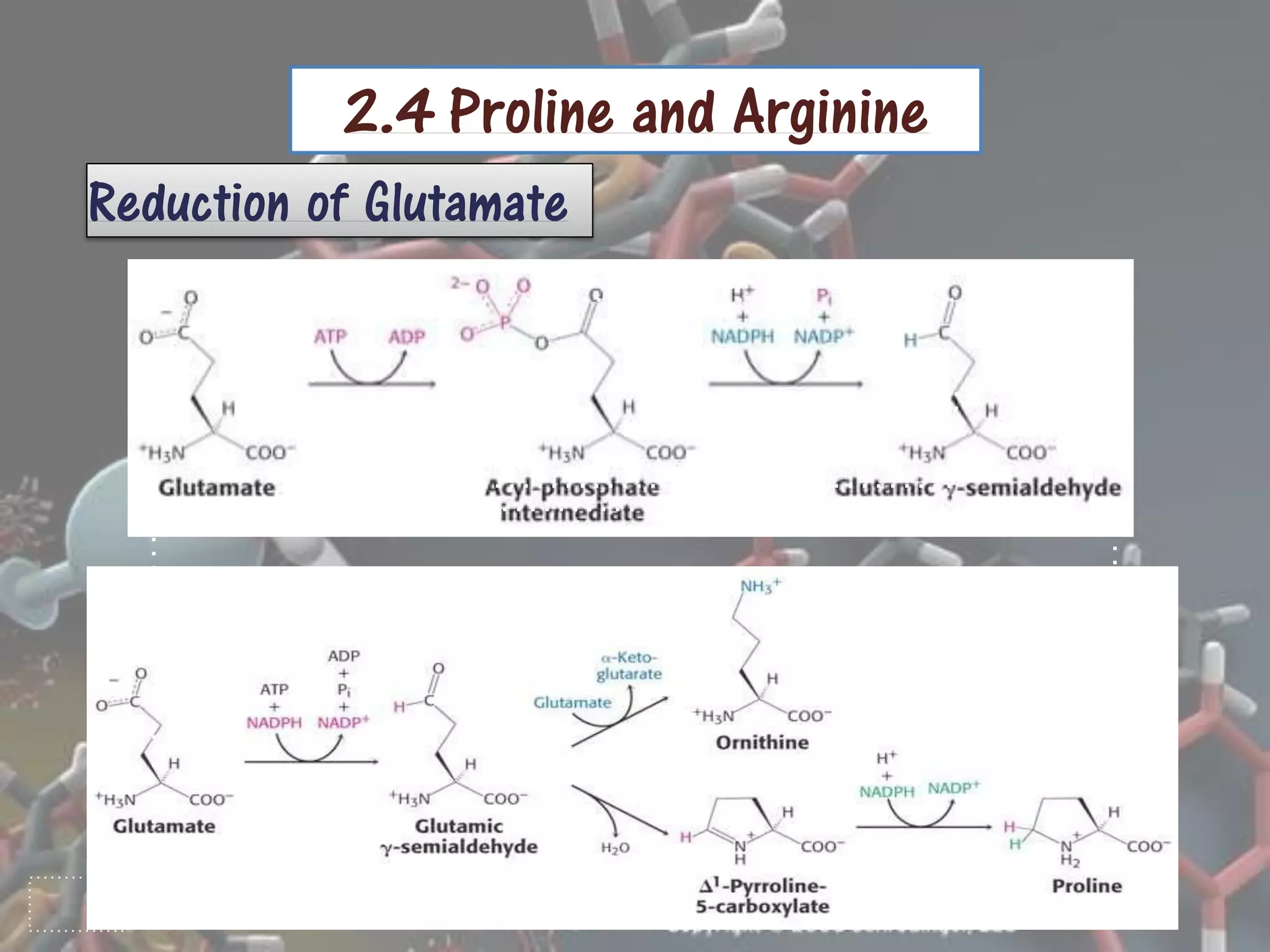 BIOSYNTHESIS OF AMINOACIDS | PDF