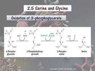 BIOSYNTHESIS OF AMINOACIDS | PDF