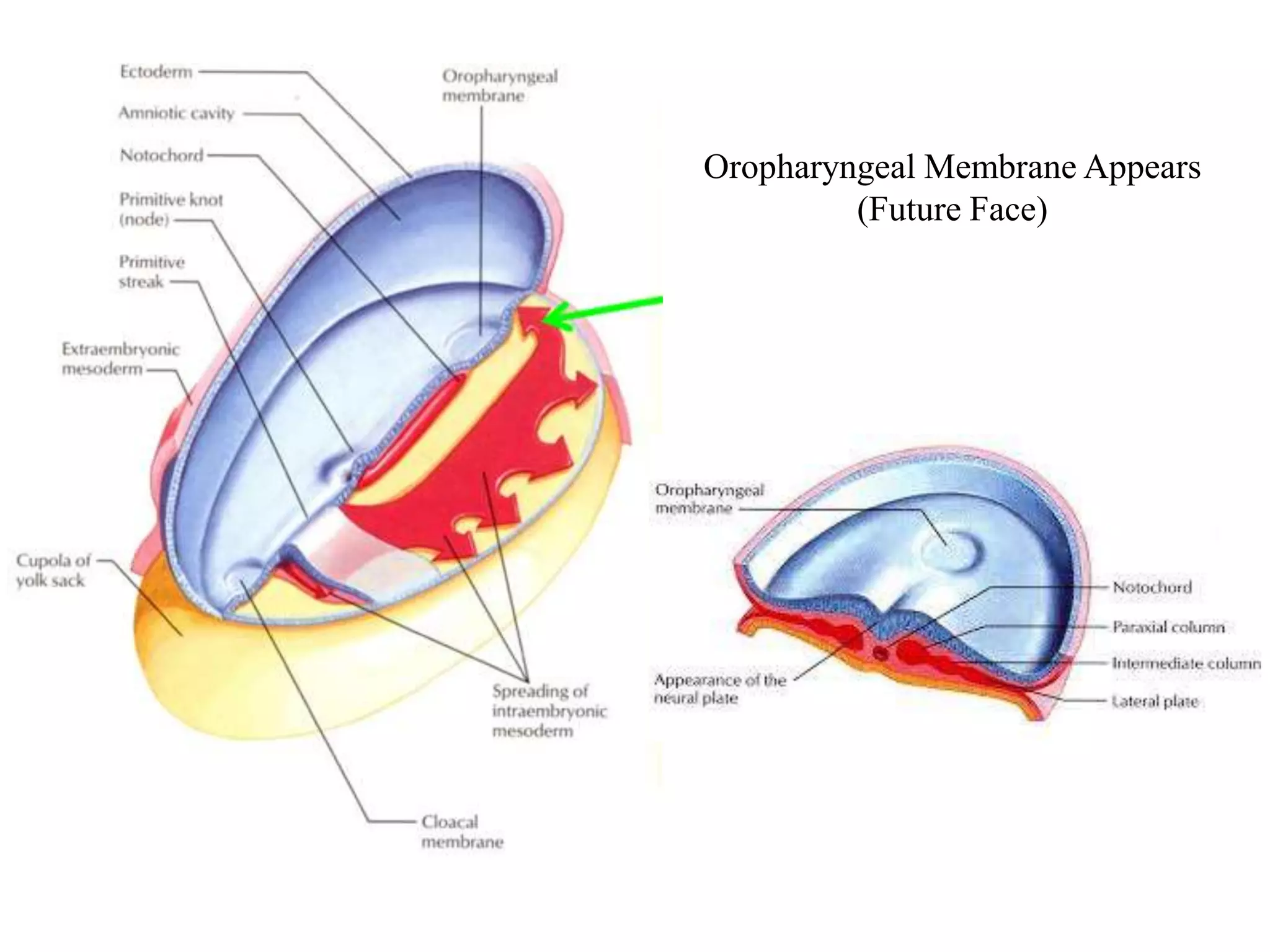 Development of Face and Palate including Anomalies of palate | PPTX