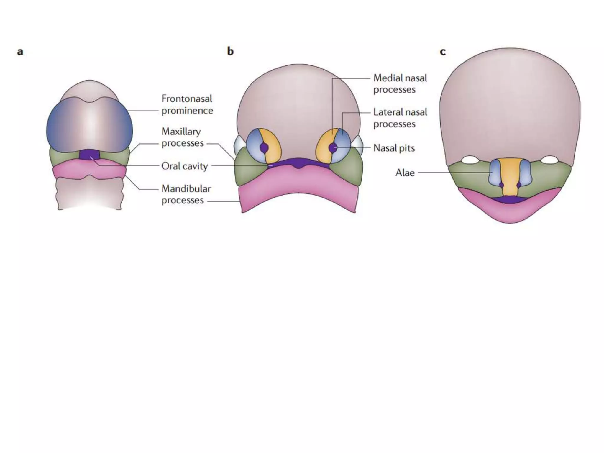 Development of Face and Palate including Anomalies of palate | PPTX