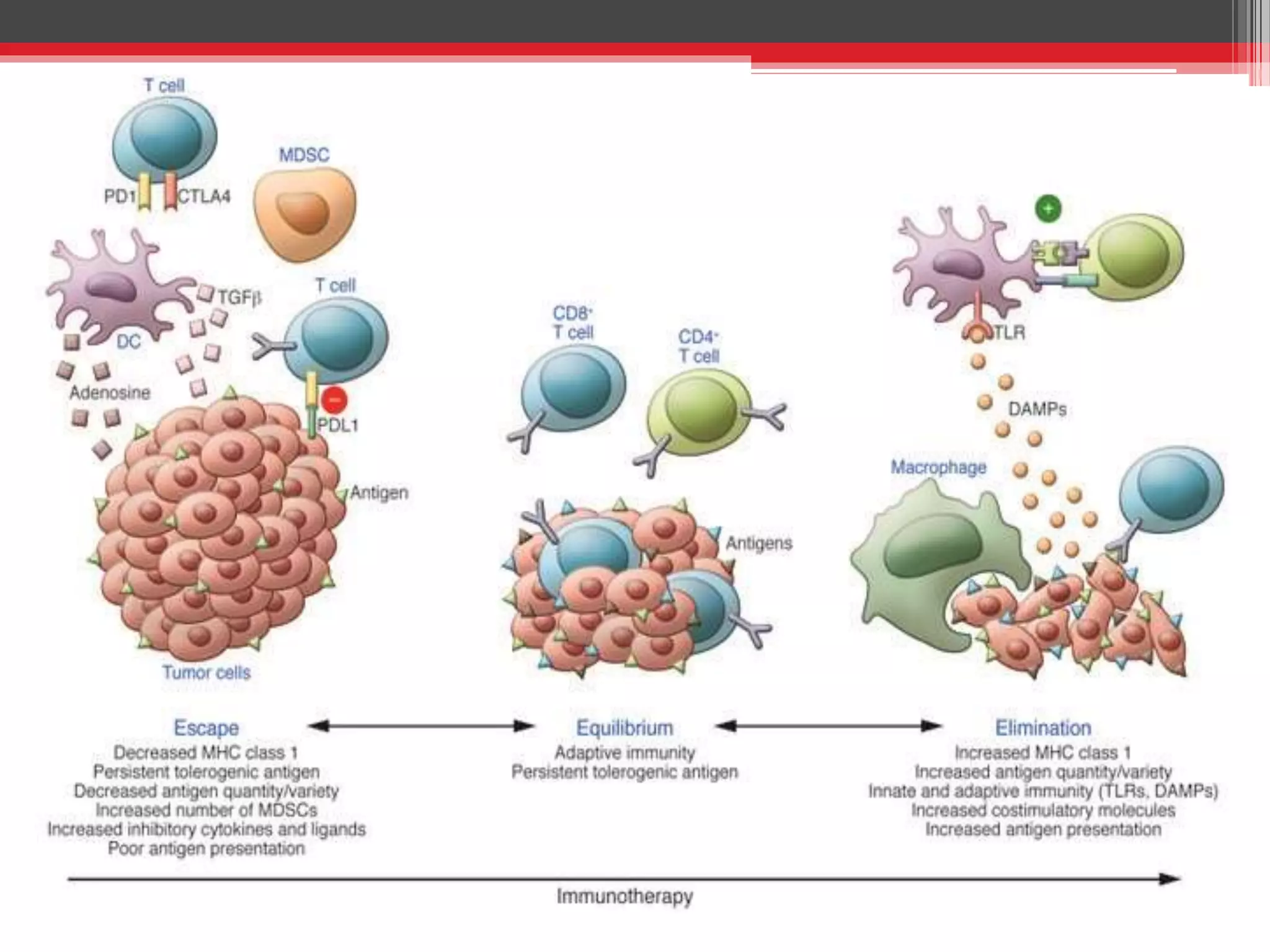 IMMUNE RESPONSE TO TUMORS | PPTX