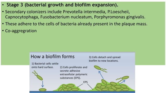 Biofilm in Endodontics | PPTX