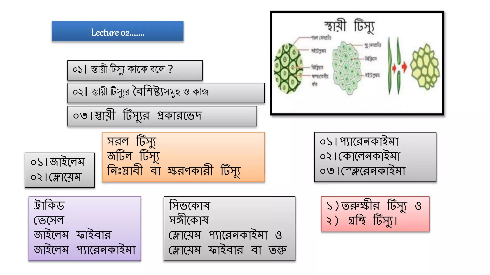 Tissue and Tissue System (bangla) | PPT