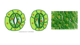 Tissue and Tissue System (bangla) | PPTX