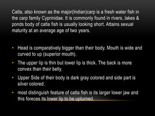 ORDER :- CYPRINIFORMES | PPTX