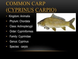 ORDER :- CYPRINIFORMES | PPTX