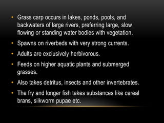 ORDER :- CYPRINIFORMES | PPTX