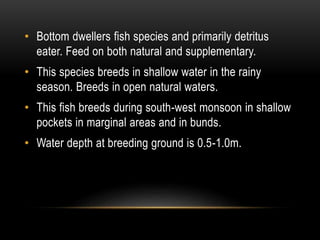 ORDER :- CYPRINIFORMES | PPTX