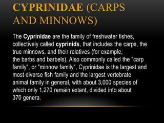 ORDER :- CYPRINIFORMES | PPTX
