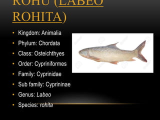 ORDER :- CYPRINIFORMES | PPTX