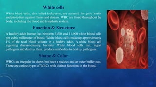 The Anatomy & Physiology of Blood. | PPTX