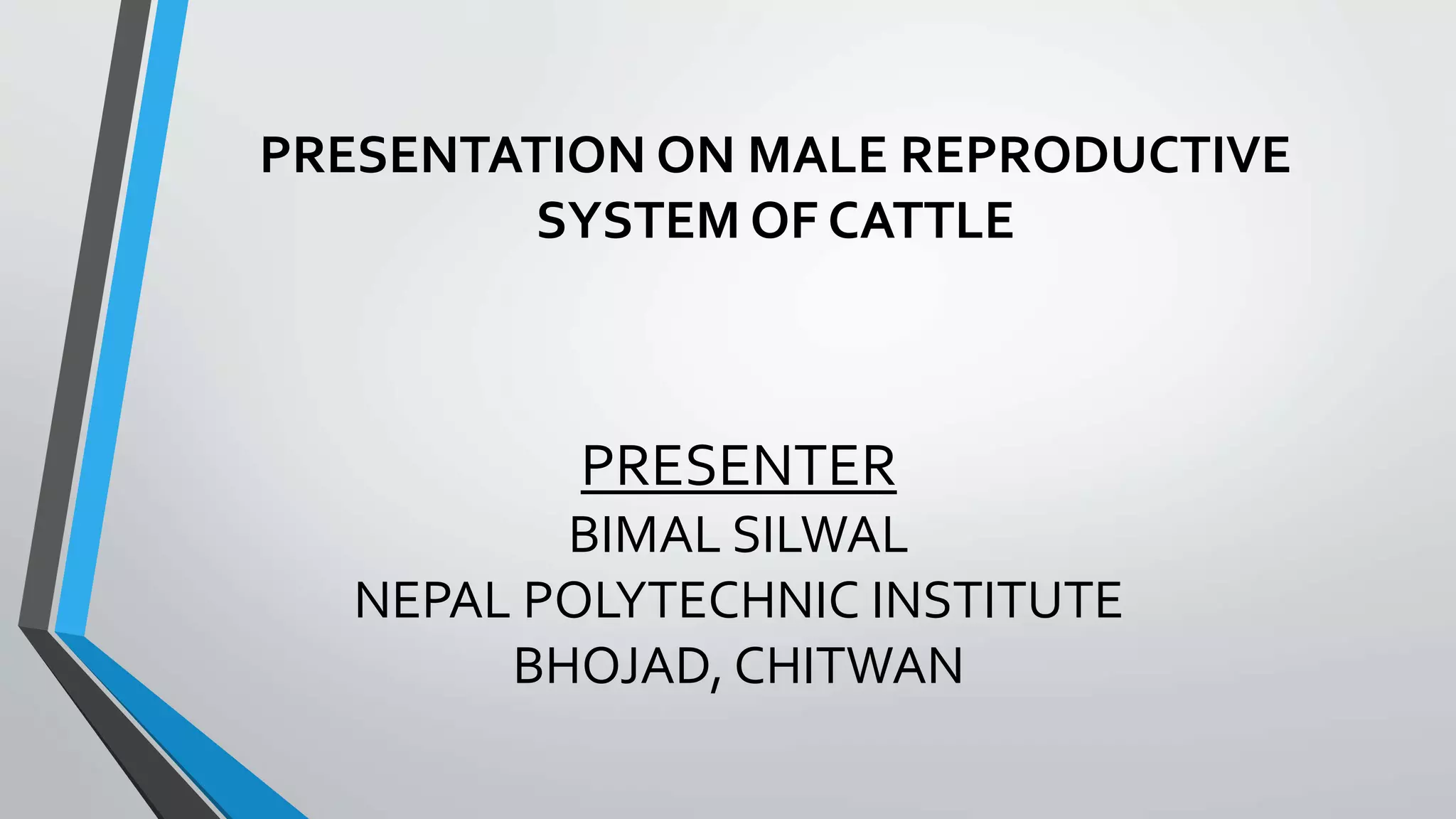 Male reproductive system of cattle | PPTX