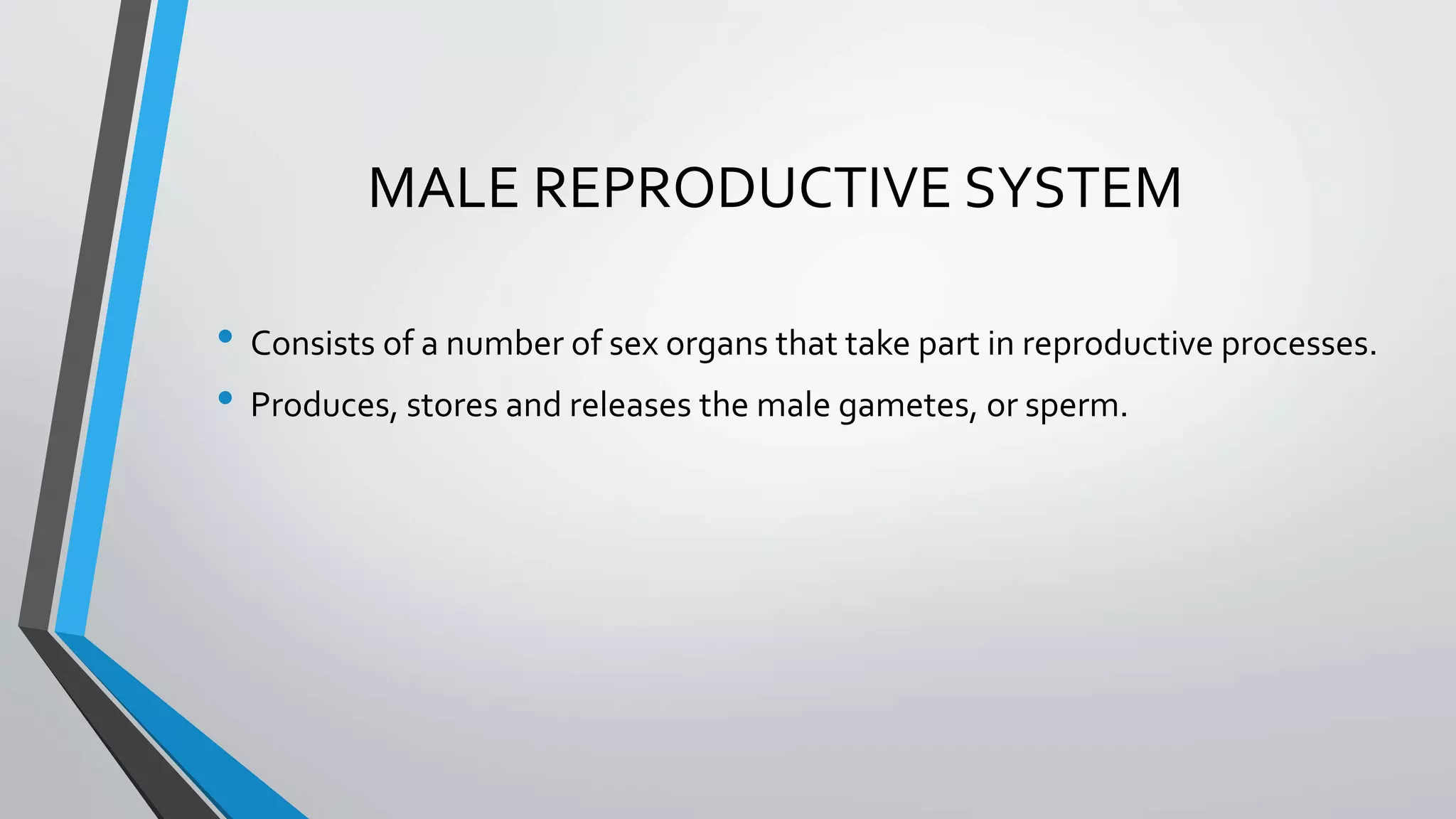 Male reproductive system of cattle | PPTX
