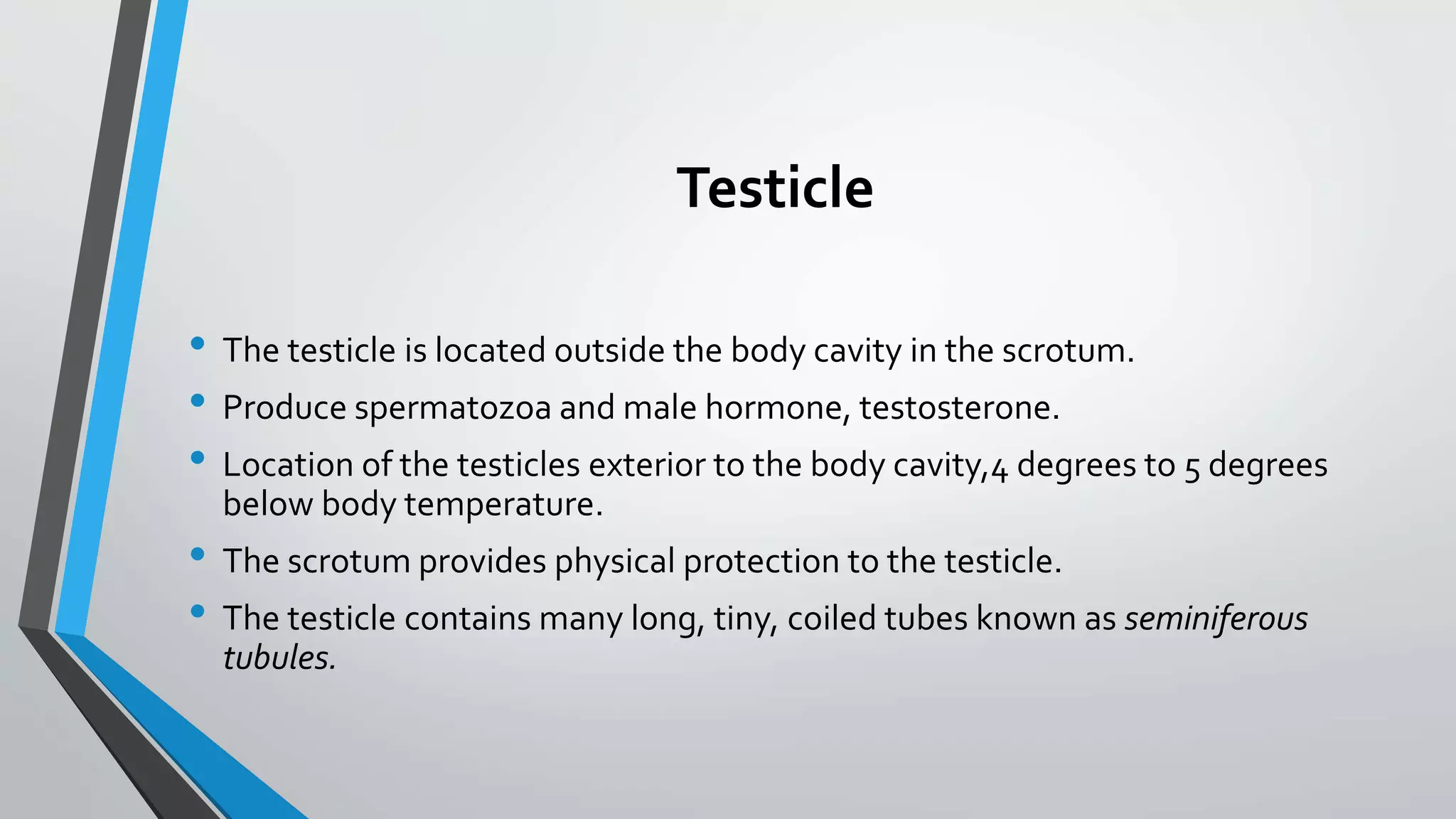Male reproductive system of cattle | PPTX