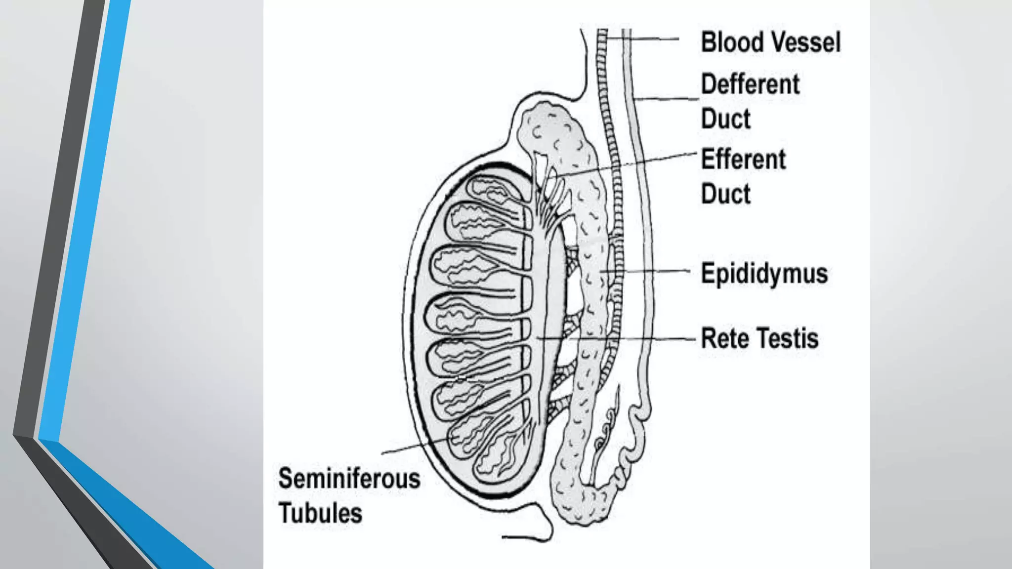 Male reproductive system of cattle | PPTX