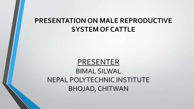 Male reproductive system of cattle | PPTX | Infertility | Reproductive ...