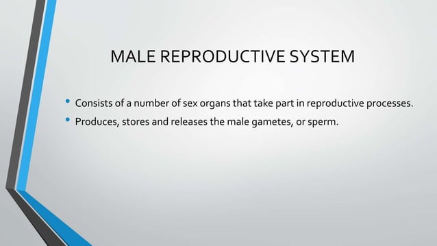 Male reproductive system of cattle | PPTX | Infertility | Reproductive ...