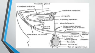 Bull Reproductive System Diagram