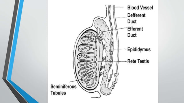 Male reproductive system of cattle | PPTX | Infertility | Reproductive ...