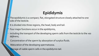 Male reproductive system of cattle | PPTX