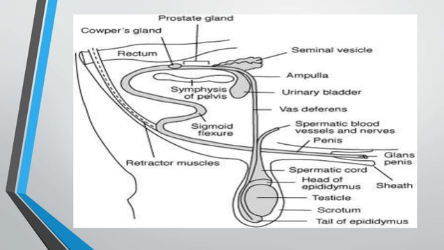 Male reproductive system of cattle