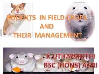 Rodents in field crops and thrir management | PPTX