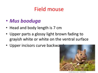 Rodents in field crops and thrir management | PPTX