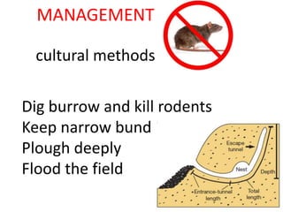 Rodents in field crops and thrir management | PPTX