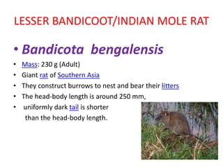 Rodents in field crops and thrir management | PPTX