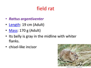 Rodents in field crops and thrir management | PPTX