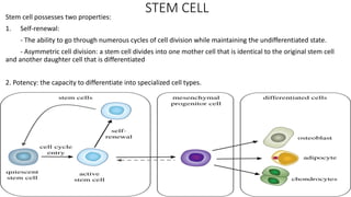 RENAL STEM CELLS IN DISEASE AND TREATMENT | PPTX | Biological Sciences ...