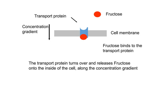 membrane transport AIMC | PPT