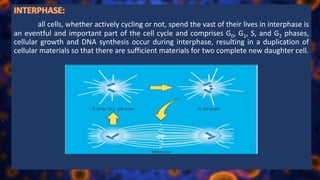 cell cycle | PPT