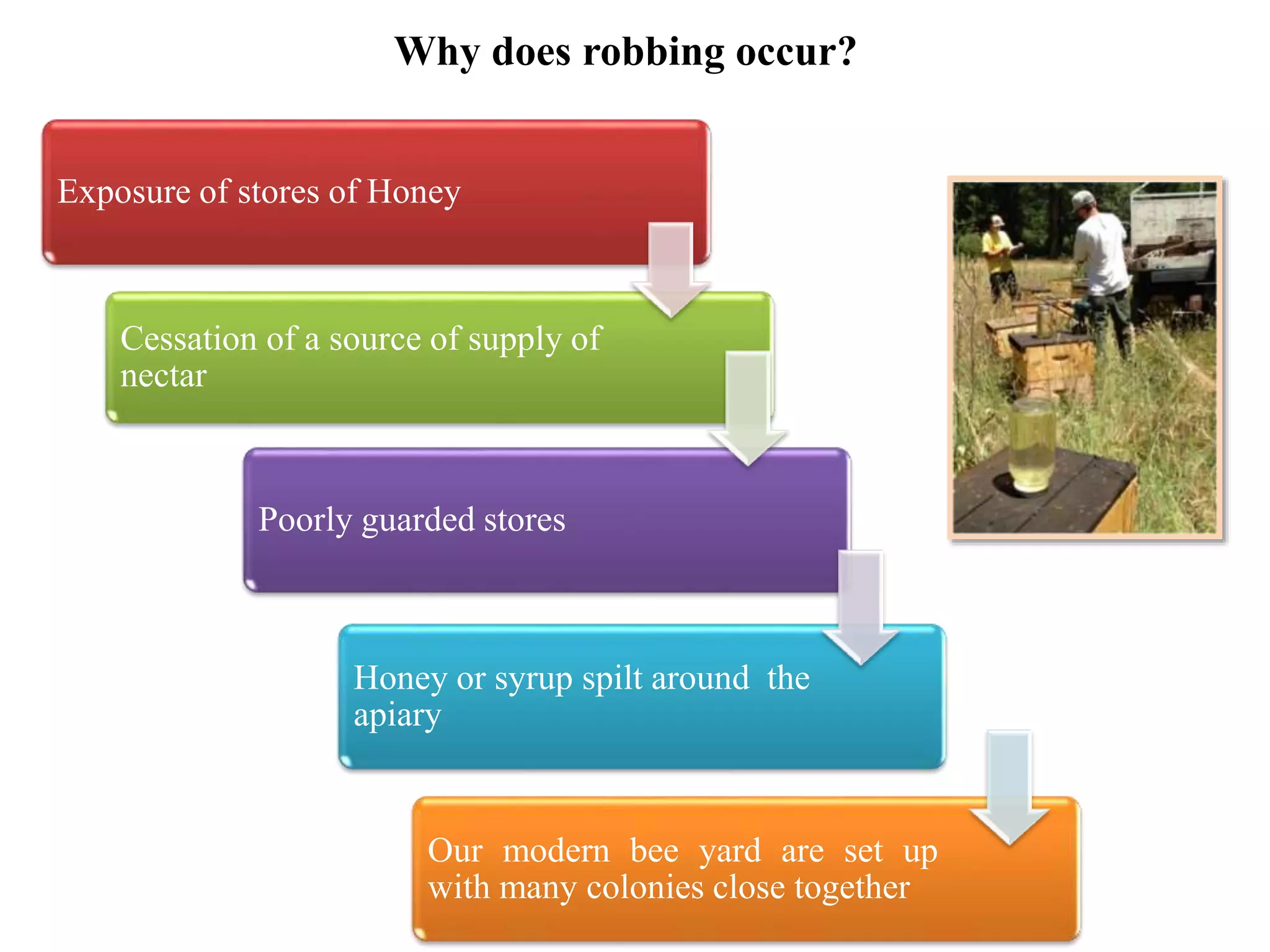 Robbing in honey bees | PPTX