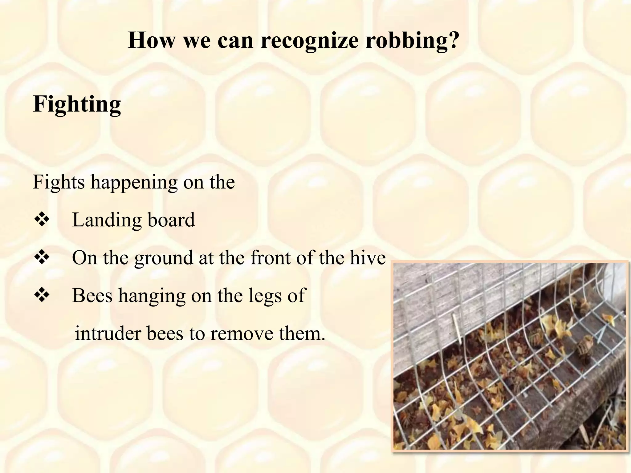 Robbing in honey bees | PPTX