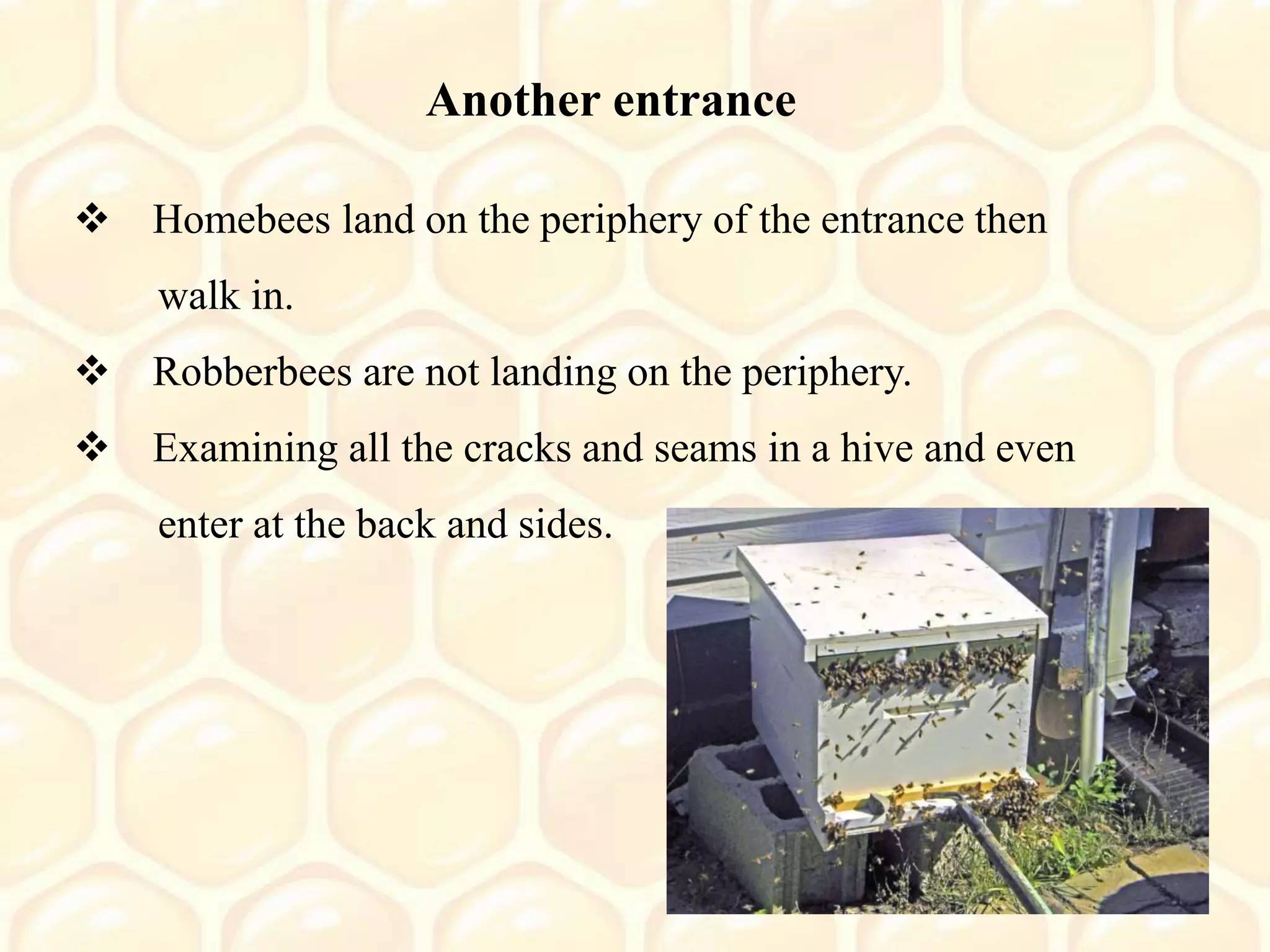 Robbing in honey bees | PPTX