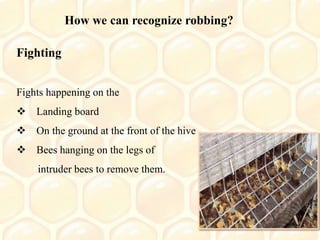 Robbing in honey bees | PPTX