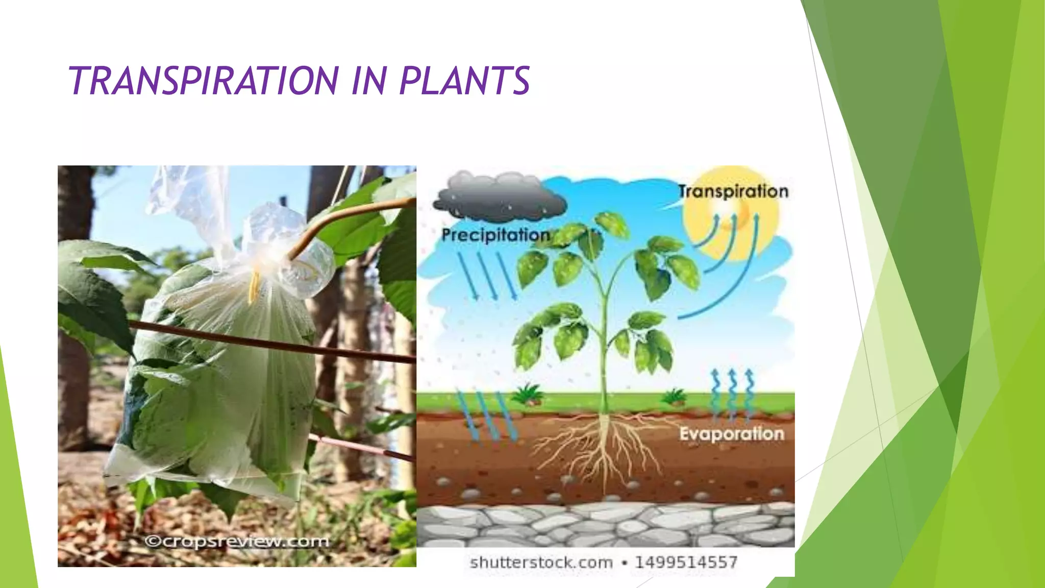 TRANSPIRATION | PPTX